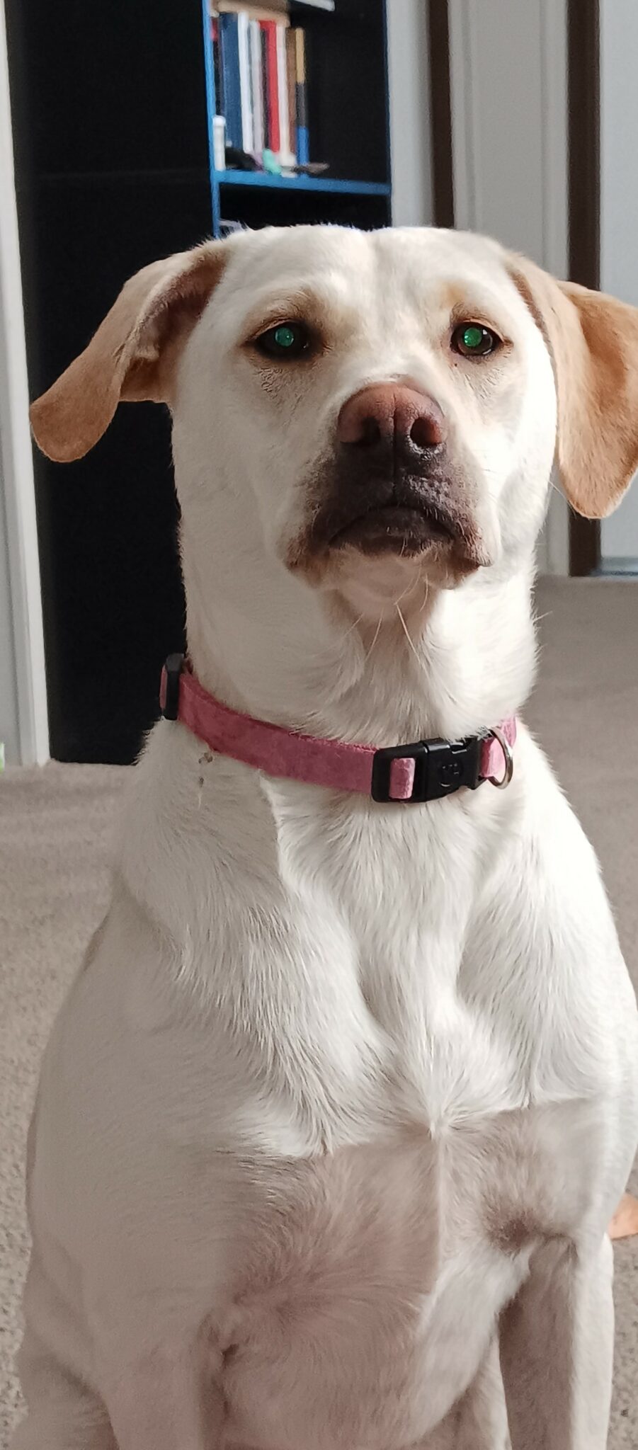 Daisy's fur ever home - HSHV