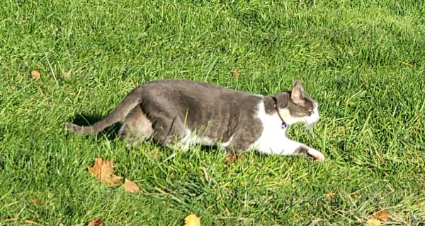 HSHV's "outdoor cat" - HSHV