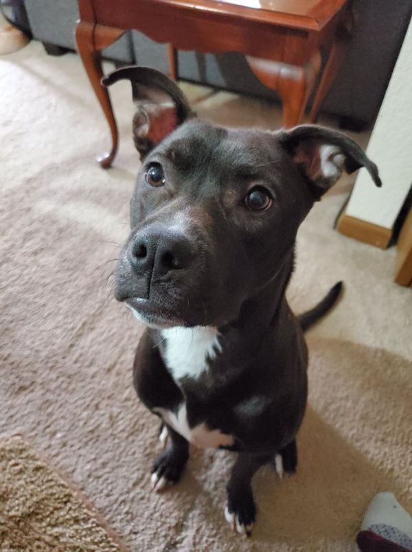 Beautiful Pittie-Mix Mends a Broken Home - HSHV