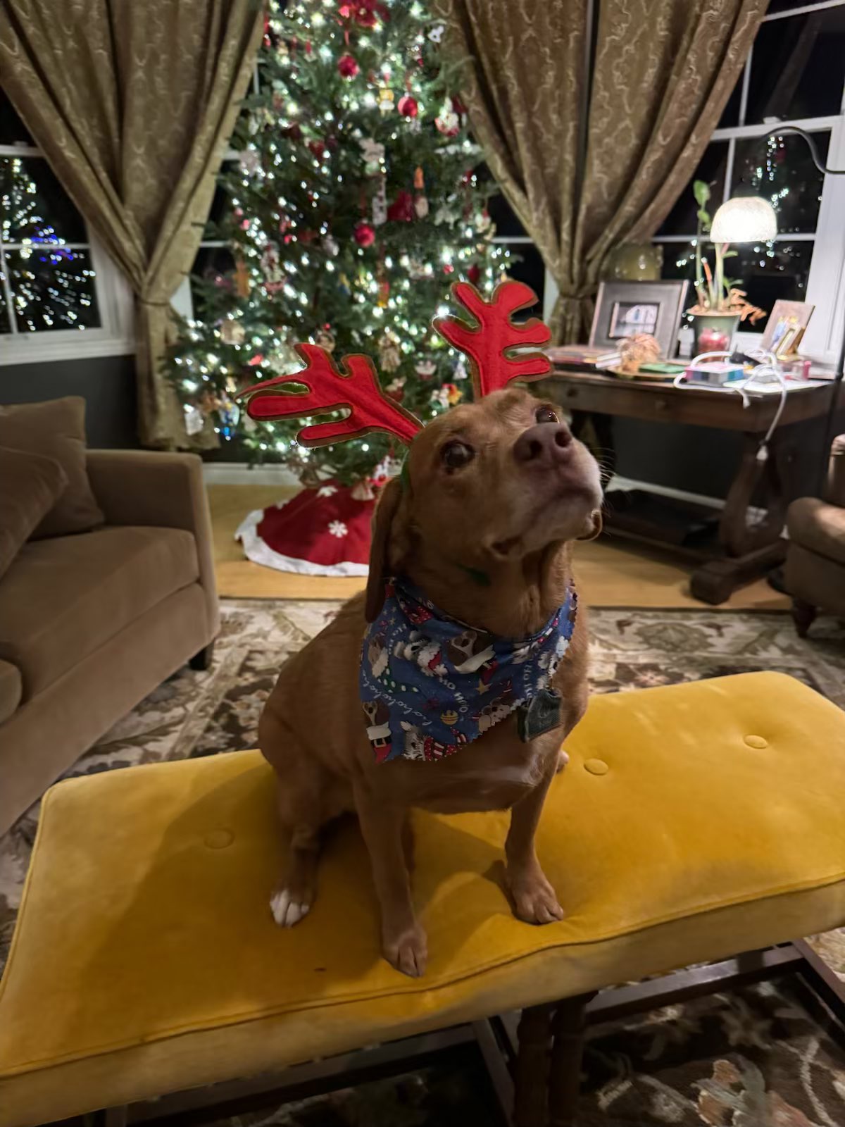 Roxy finds her rock - HSHV